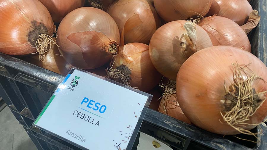 II Jornadas de puertas abiertas de cebolla de almacenaje Bejo Spain 2019 en Ferroice - Ferroice ...